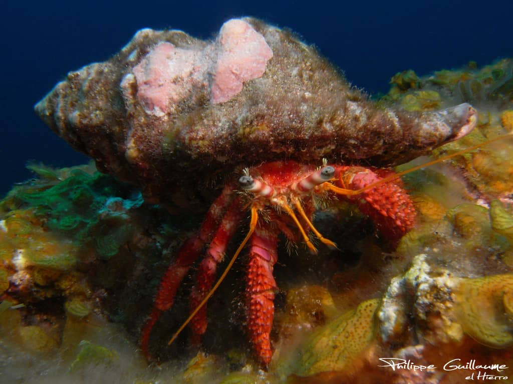 The Best Scuba Diving in Europe • The Adventure Junkies