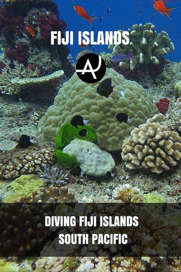 Malpelo Liveaboard: Diving With Hammerheads in Colombia