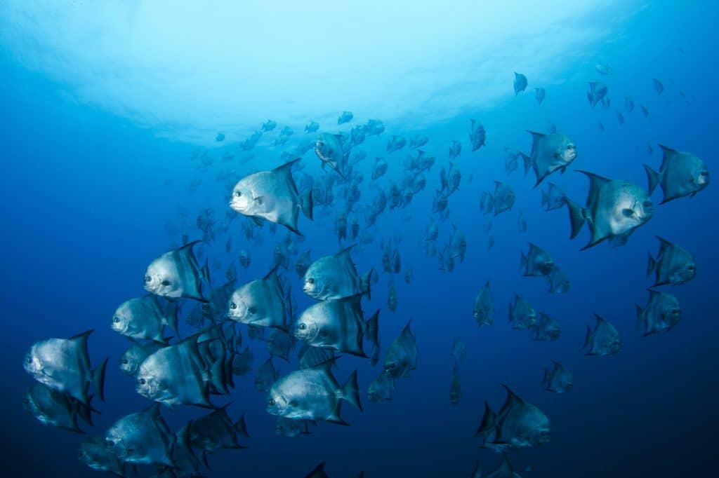 The 8 Best Scuba Diving Sites in South America • The Adventure Junkies