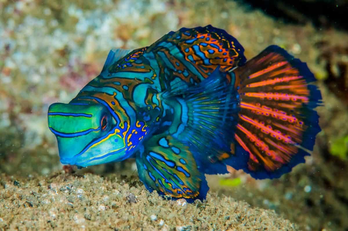 Best Liveaboard Destinations for Macro Diving - The Adventure Junkies