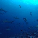 Malpelo Liveaboard: Diving With Hammerheads in Colombia