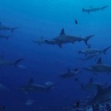 Malpelo Liveaboard: Diving With Hammerheads in Colombia