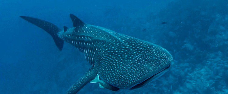 Malpelo Liveaboard: Diving With Hammerheads in Colombia