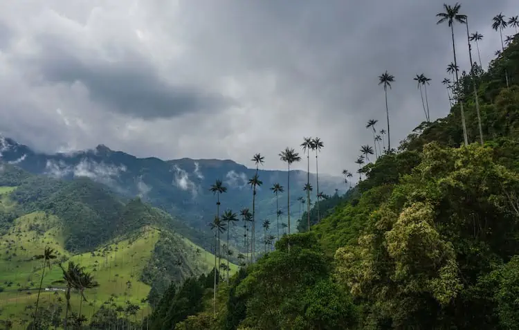 Towering Palm Trees: Hiking the Cocora Valley, Colombia