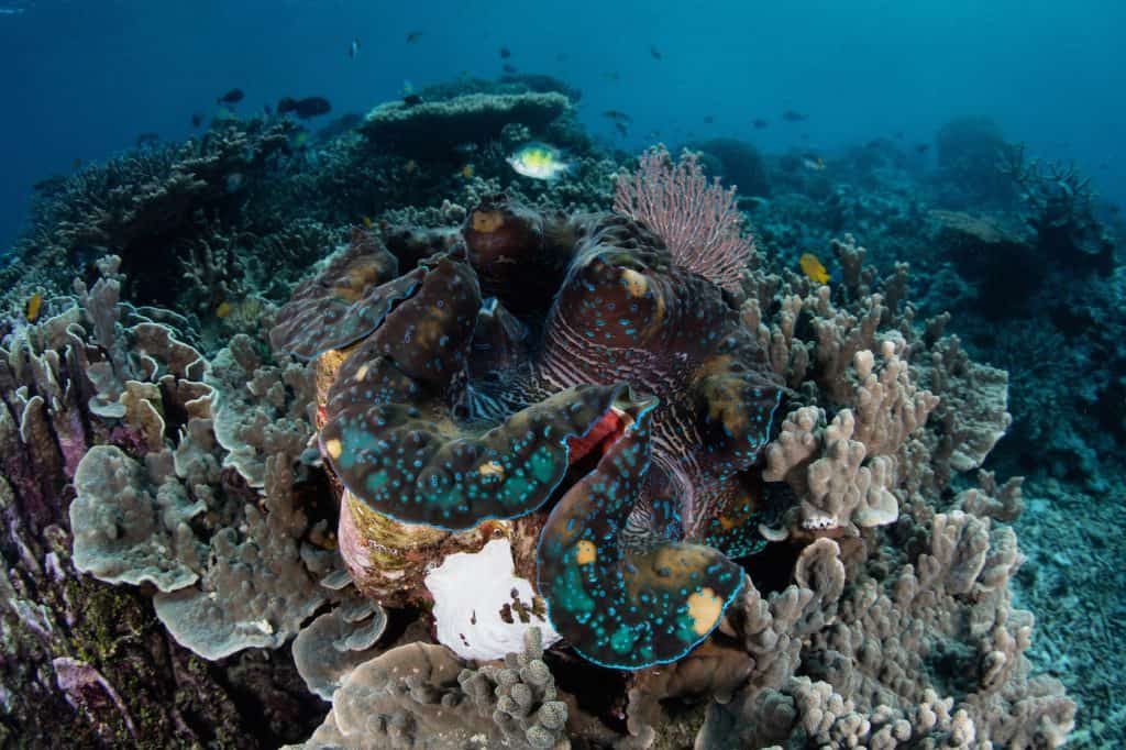 Liveaboard Diving Guide to South East Asia • The Adventure Junkies